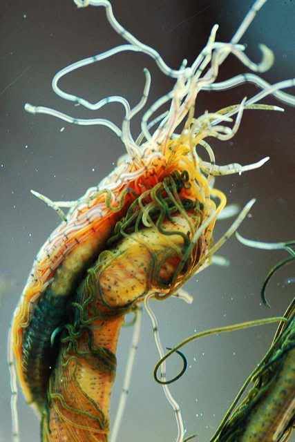 Spawning Spaghetti Worm (actually hair-worm, or cirratulid polychaete) | REEF2REEF Saltwater and ...